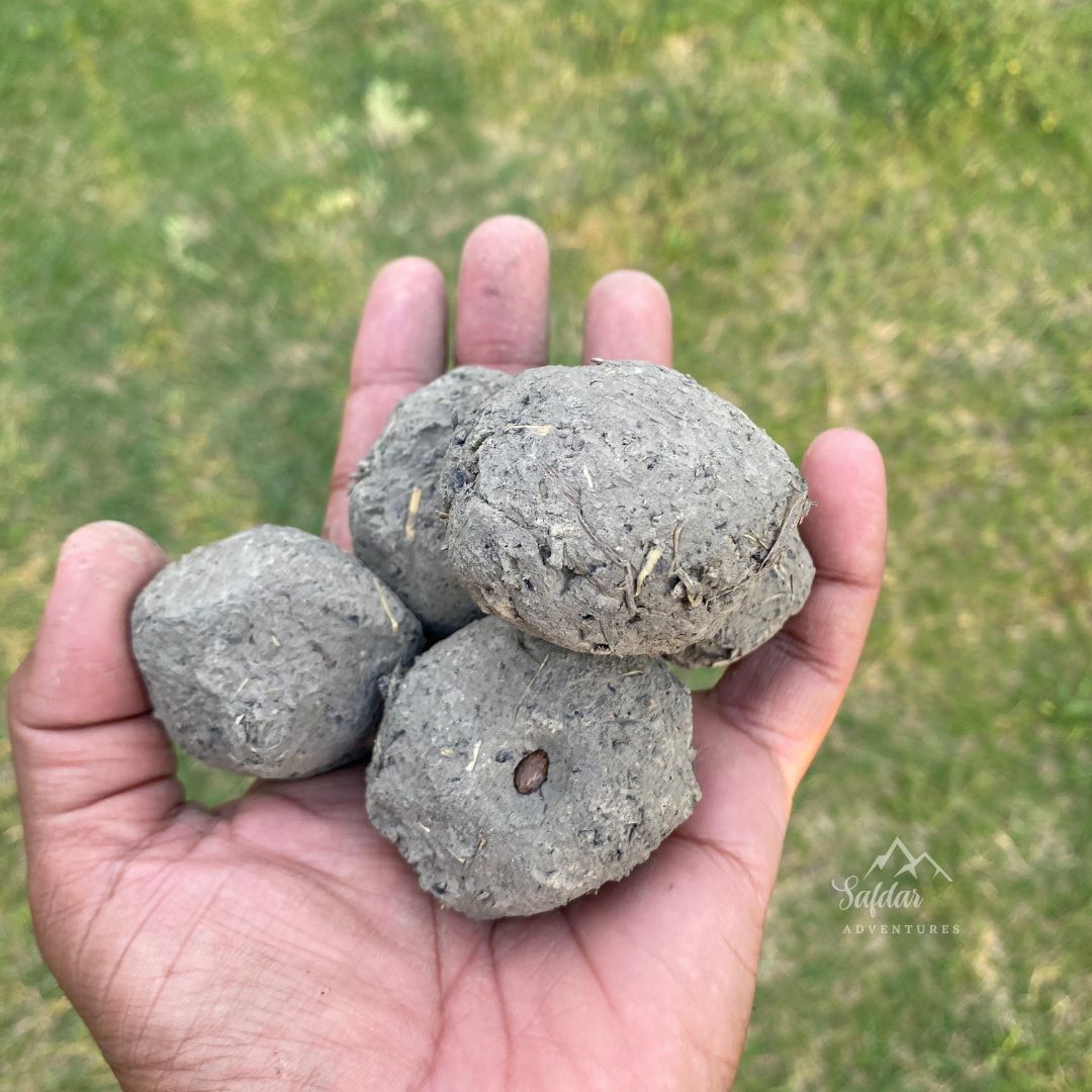 How Seed Balls Can Transform Your Resort’s Corporate Responsibility ...