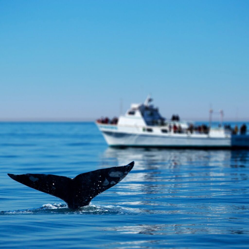 Whale Shark Qatar - Safdar Adventures