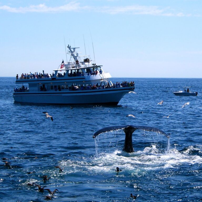 Whale Shark Qatar - Safdar Adventures