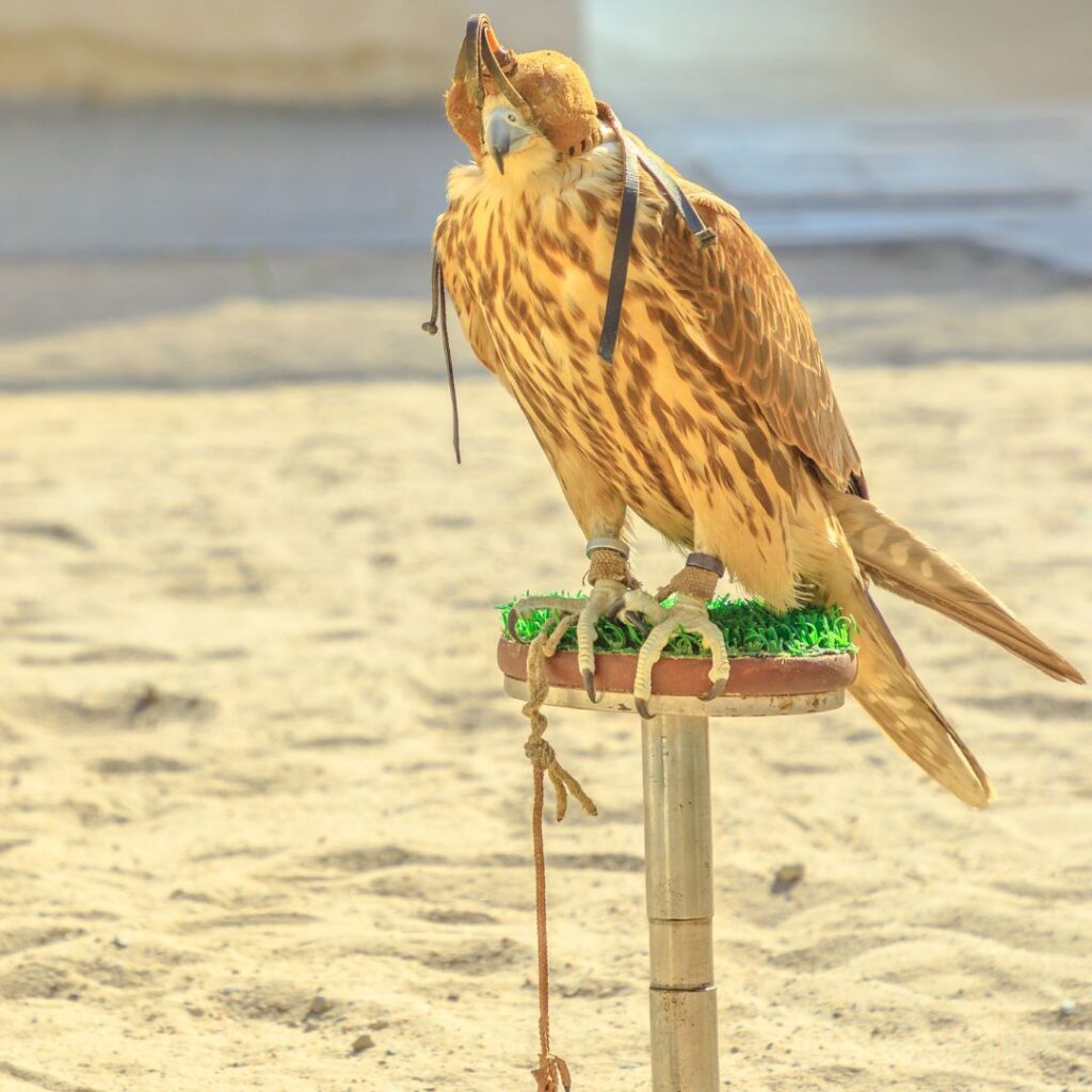 Falcon Souq Doha Qatar - Safdar Adventures